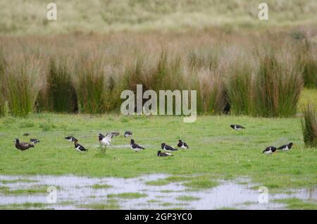 Paradise shelducks (Tadorna variegata), Otago Peninsula, near Dunedin ...