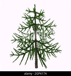 Triassic Conifer, Illustration Stock Photo - Alamy