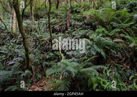 Rainforest in Taieri River Scenic Reserve. Otago. South Island. New ...