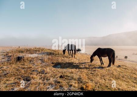 Horses and foals graze at dawn in the meadow. Natural habitat of wild ...
