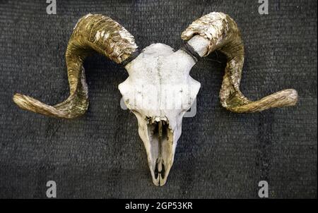 Detail of dead animal bones, witchcraft and superstition Stock Photo ...