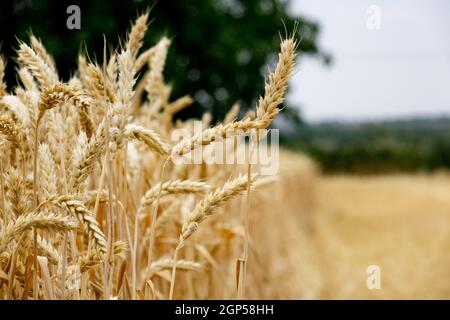 Wheat Field Perspective - Cereals, Harvesting. Farm grows spring wheat ...
