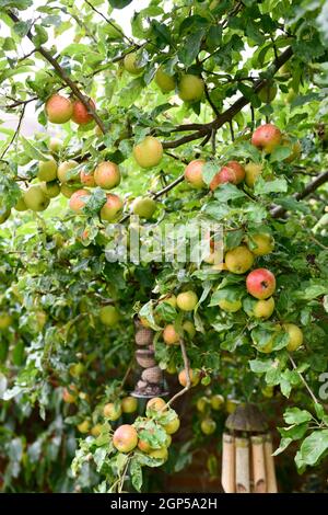 Apples growing in a Tree Cotswolds Oxfordshire England uk Stock Photo ...