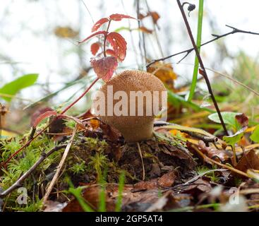 Lycoperdon perlatum, commonly known as common puffball, warted puffball ...