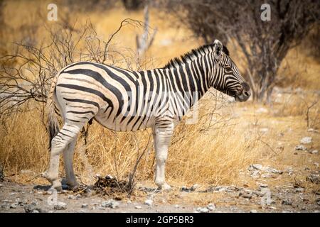 Plains zebra stands in profile turning head Stock Photo - Alamy