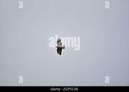 Common buzzard in mid Wales in autumn Stock Photo - Alamy