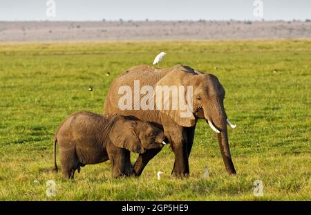 Class: Mammalia Order: Proboscidea Family: Elephantidae Genus ...