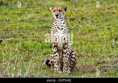 Class: Mammalia Order: Carnivora Suborder: Feliformia Family: Felidae ...