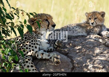 Class: Mammalia Order: Carnivora Suborder: Feliformia Family: Felidae ...