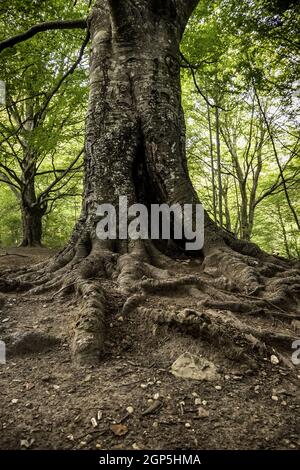 Millennial tree detail in a spooky forest in nature Stock Photo - Alamy