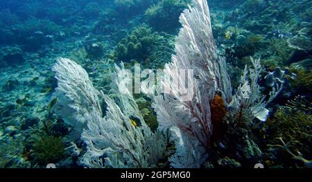 Knotenfächer - Melithaea ochracea, Nord-Molukken, Halmahera, Indonesien ...