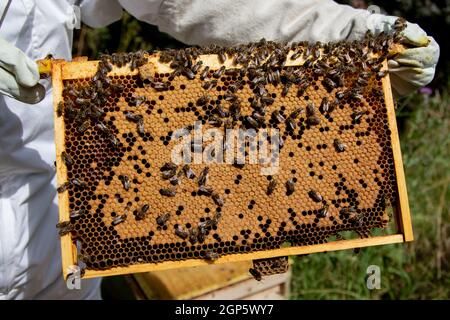 National brood frame showing good brood pattern Stock Photo - Alamy