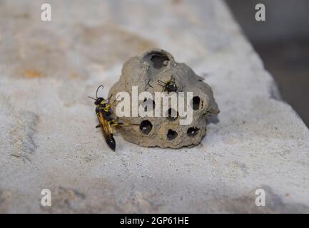 Break a hornet's nest of clay. Nests of clay belonging wasp. Clay ...