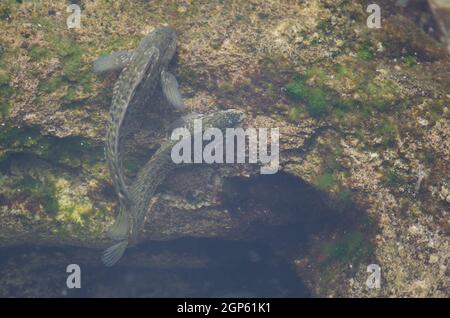 Rock-pool blennies Parablennius parvicornis in a puddle of the coast ...