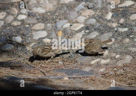 Young Spanish sparrows Passer hispaniolensis asking their mother for ...