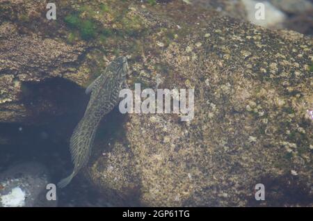 Rock-pool blenny Parablennius parvicornis in a pool. Arinaga. Aguimes ...