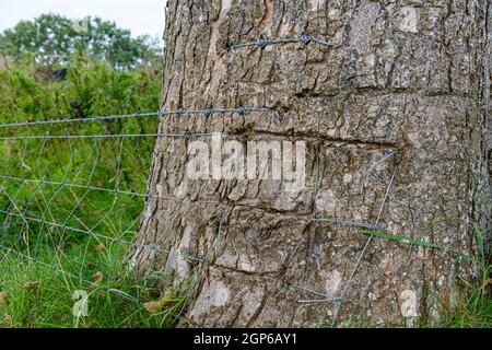 Tree Growing around Barb Wire Stock Photo - Alamy