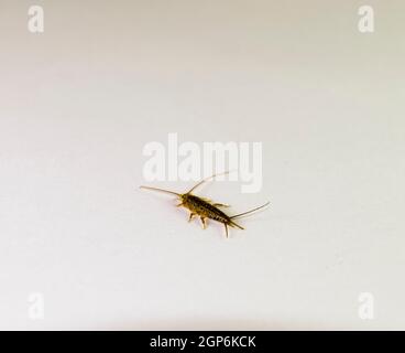 Insect feeding on paper - silverfish. Pest books and newspapers Stock ...