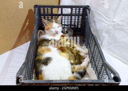 Cat in a basket with kitten and receiving musk duck ducklings. Cat ...