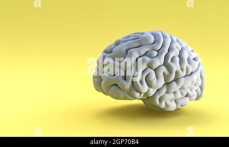gray human brain on yellow background. 3d render Stock Photo - Alamy