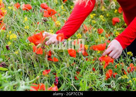 Tearing the poppies for a bouquet. Poppy flowers in the clearing ...