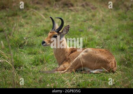 The bohor reedbuck is an antelope native to central Africa. The animal ...