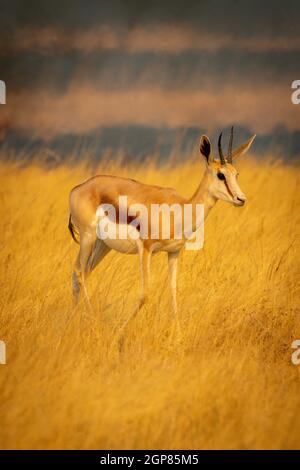 Springbok walks through grass with plains behind Stock Photo - Alamy