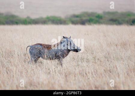 common warthog, savanna warthog (Phacochoerus africanus), walking ...