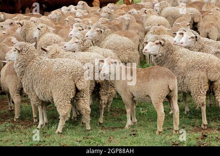 Free-range merino sheep on a rural South African farm Stock Photo - Alamy