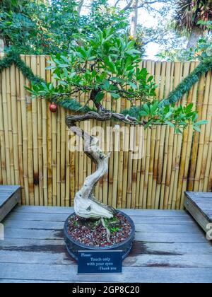 Green Buttonwood (Conocarpus erectus Stock Photo - Alamy