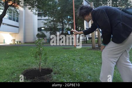 Newton's Apple Tree in the grounds of Bushy House; part of the National ...