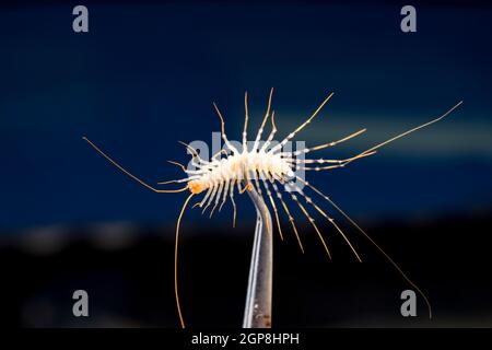Scutigera Coleoptera Clamped in tweezers. The Flycatcher. Centipede ...
