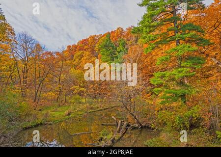 Autumn Colors Dominating the Pines in Starved Rock State Park in ...