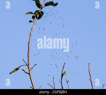 Winged ants in the web. Caught by a cobweb of ants Stock Photo - Alamy