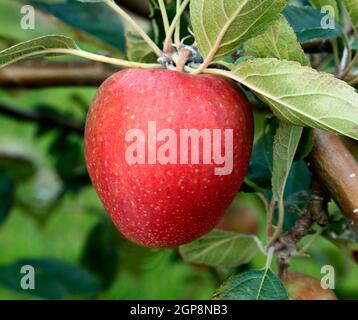 Apple 'Adam's Pearmain', malus domestica, apples variety varieties ...