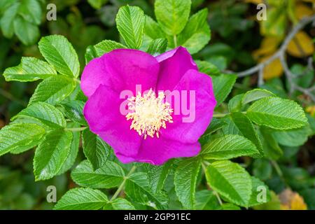 pink rosehip flower in the sun Stock Photo - Alamy