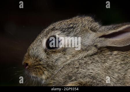 European rabbit Oryctolagus cuniculus. Integral Natural Reserve of ...