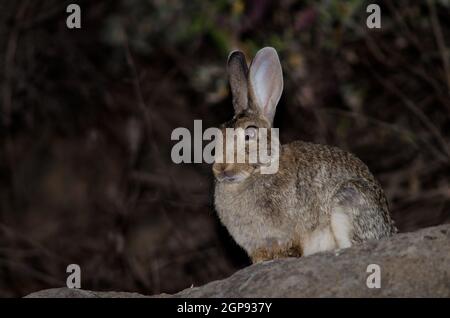 European rabbit Oryctolagus cuniculus. The Nublo Rural Park. Tejeda ...