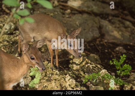 Skittish miniature antelopes at the Zanzibar Zoo, Africa Stock Photo ...