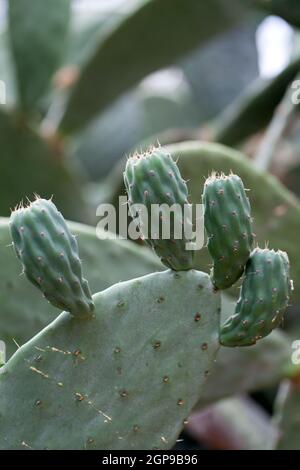 Cactus garden at island Majorca, Balearic Islands, Spain Stock Photo ...