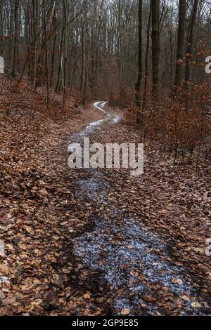Late fall. Hiking trail in the forest Stock Photo - Alamy