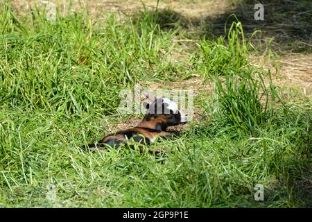 A 1 week old goat lamb on a green meadow with copy space Stock Photo ...