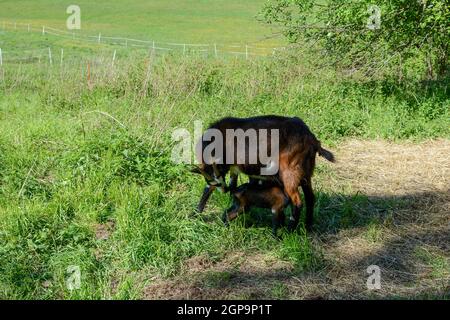 1 week old kid with mother goats drinking milk on a green meadow Stock ...