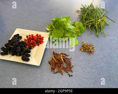 Small bush tucker edible green fruits of the Australian native Sour ...