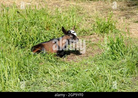 A 1 week old goat lamb on a green meadow , lies hidden in the grass ...