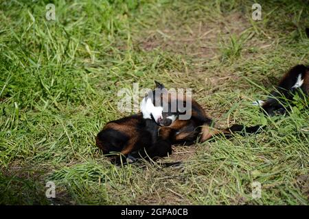 A 1 week old goat lamb on a green meadow Stock Photo - Alamy