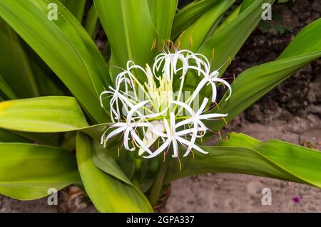 Spider near the leaves with the blurred background Stock Photo - Alamy