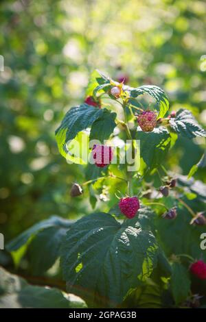 A closeup shot of raspberries on a bush among green leaves Stock Photo ...