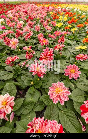 Large commercial greenhouse with colorful blooming flowers and hanging ...
