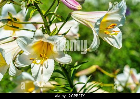 Regal lilies growing by the Kitchen Garden at James Monroe’s Highland ...